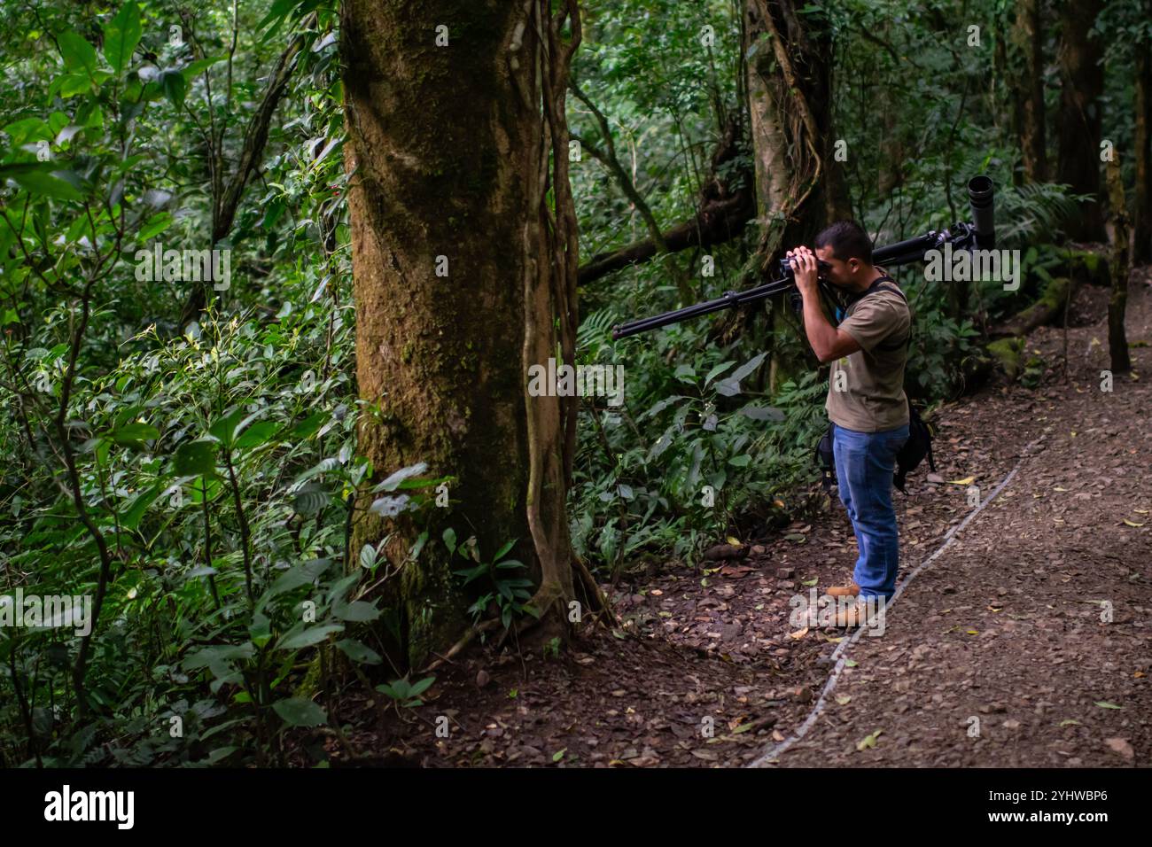 George of the Cloud Forest, guide and specialist, using binoculars to ...