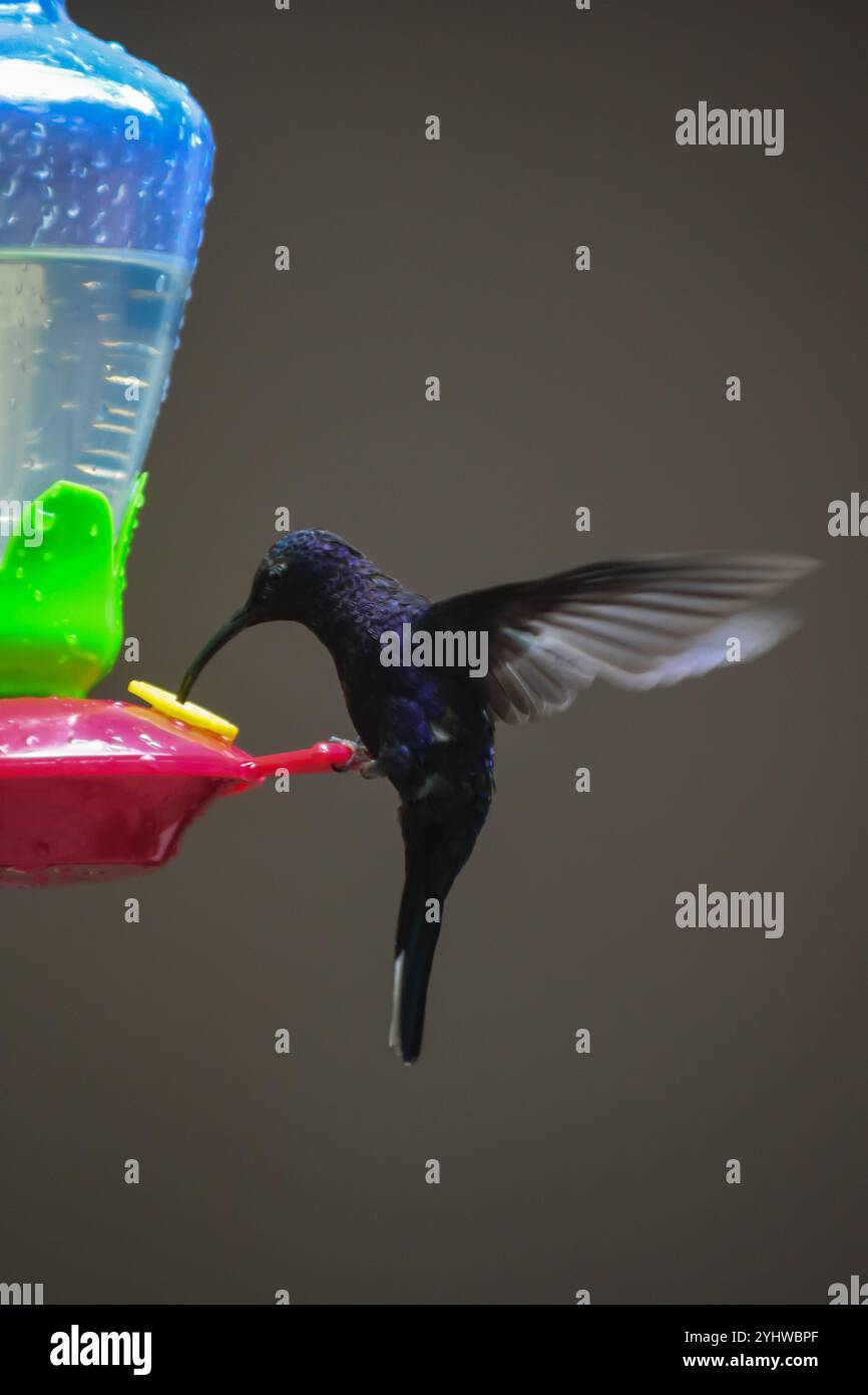 Vibrant hummingbird hi-res stock photography and images - Alamy