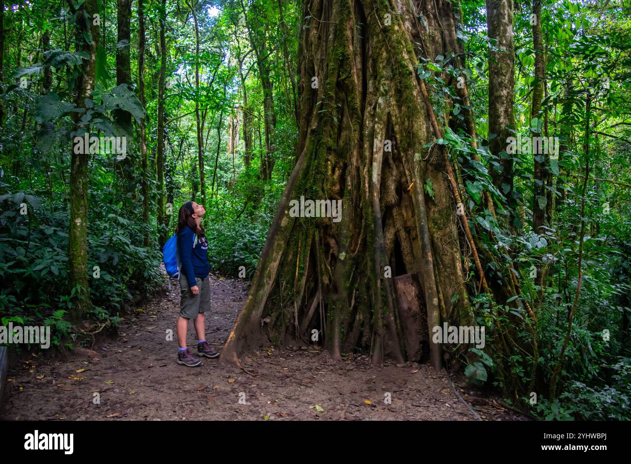 Young caucasian woman admires a Large Strangler Fig Tree (Ficus ...