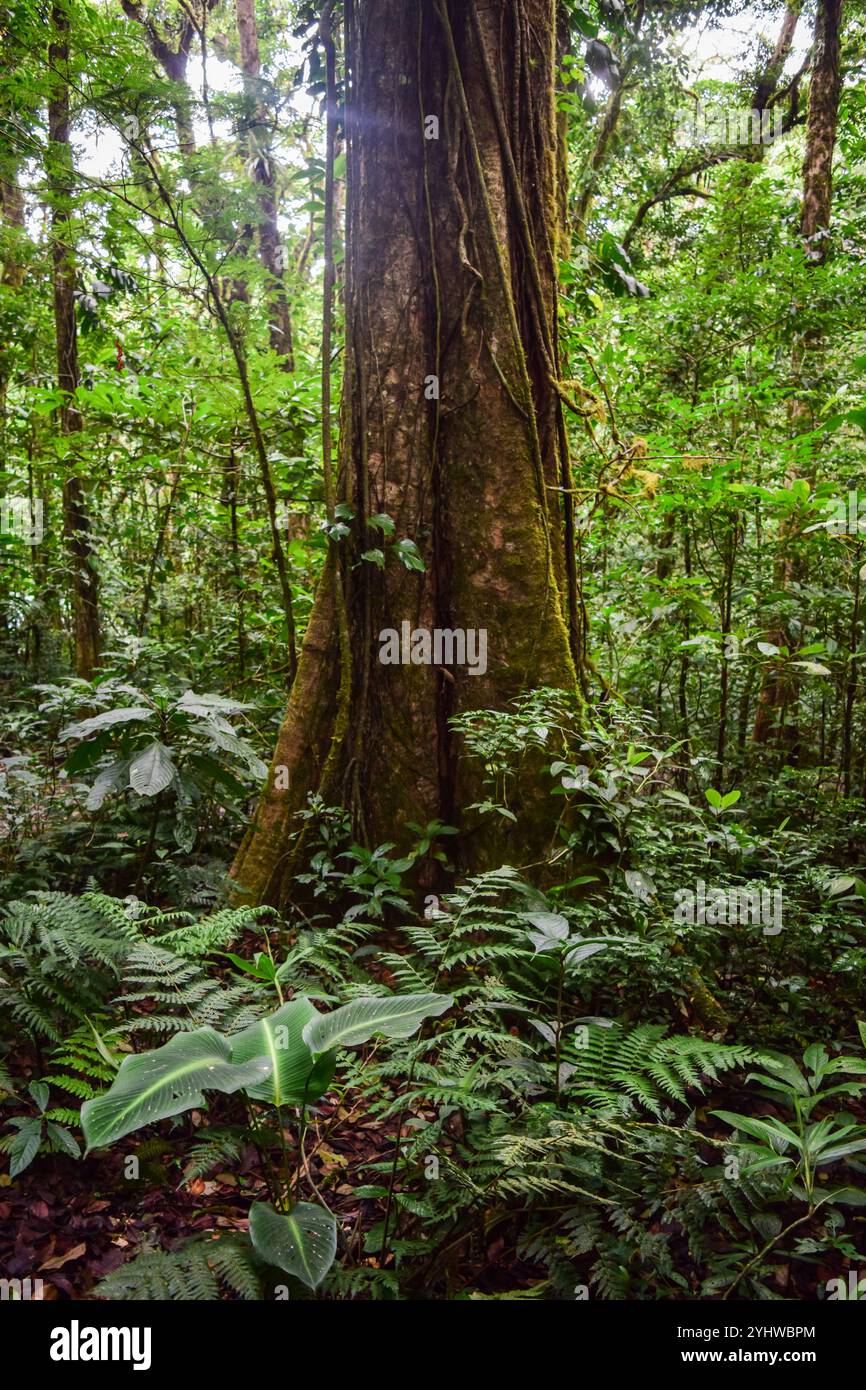 Trees and vegetation in Monteverde cloud forest, Costa Rica Stock Photo ...