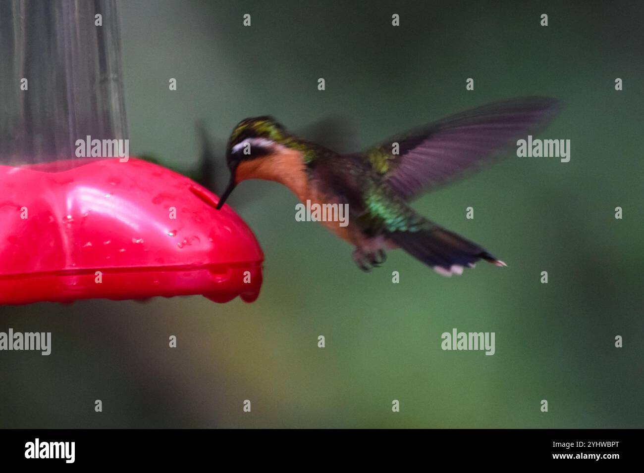 Hummingbird eating from a feeder Stock Photo - Alamy