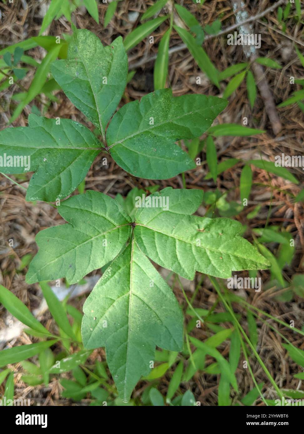 poison ivies and oaks (Toxicodendron Stock Photo - Alamy