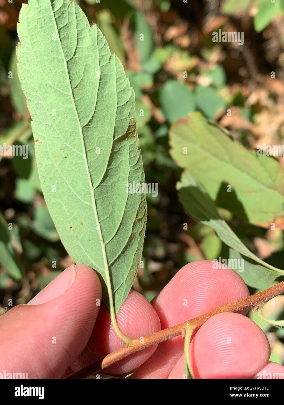Pyramidal Spirea (Spiraea × pyramidata Stock Photo - Alamy