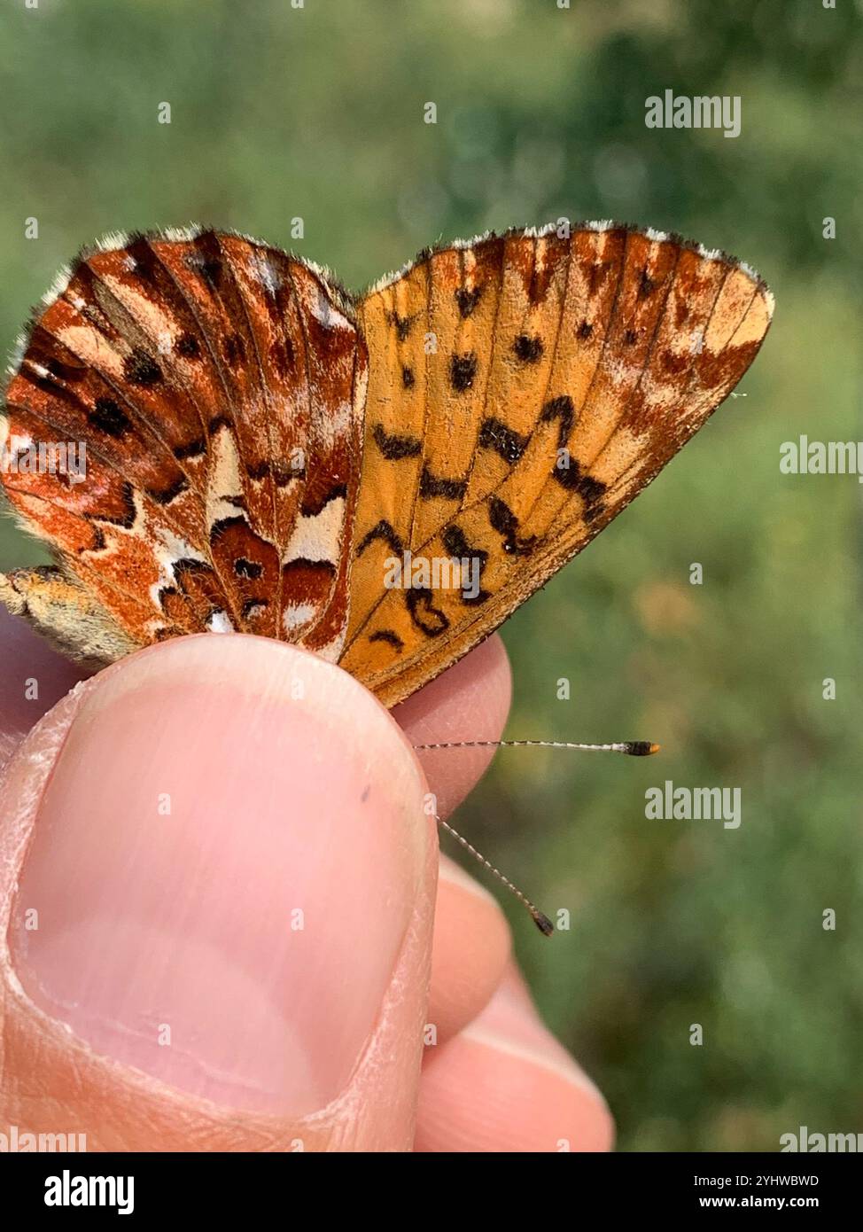 Arctic Fritillary (Boloria chariclea Stock Photo - Alamy