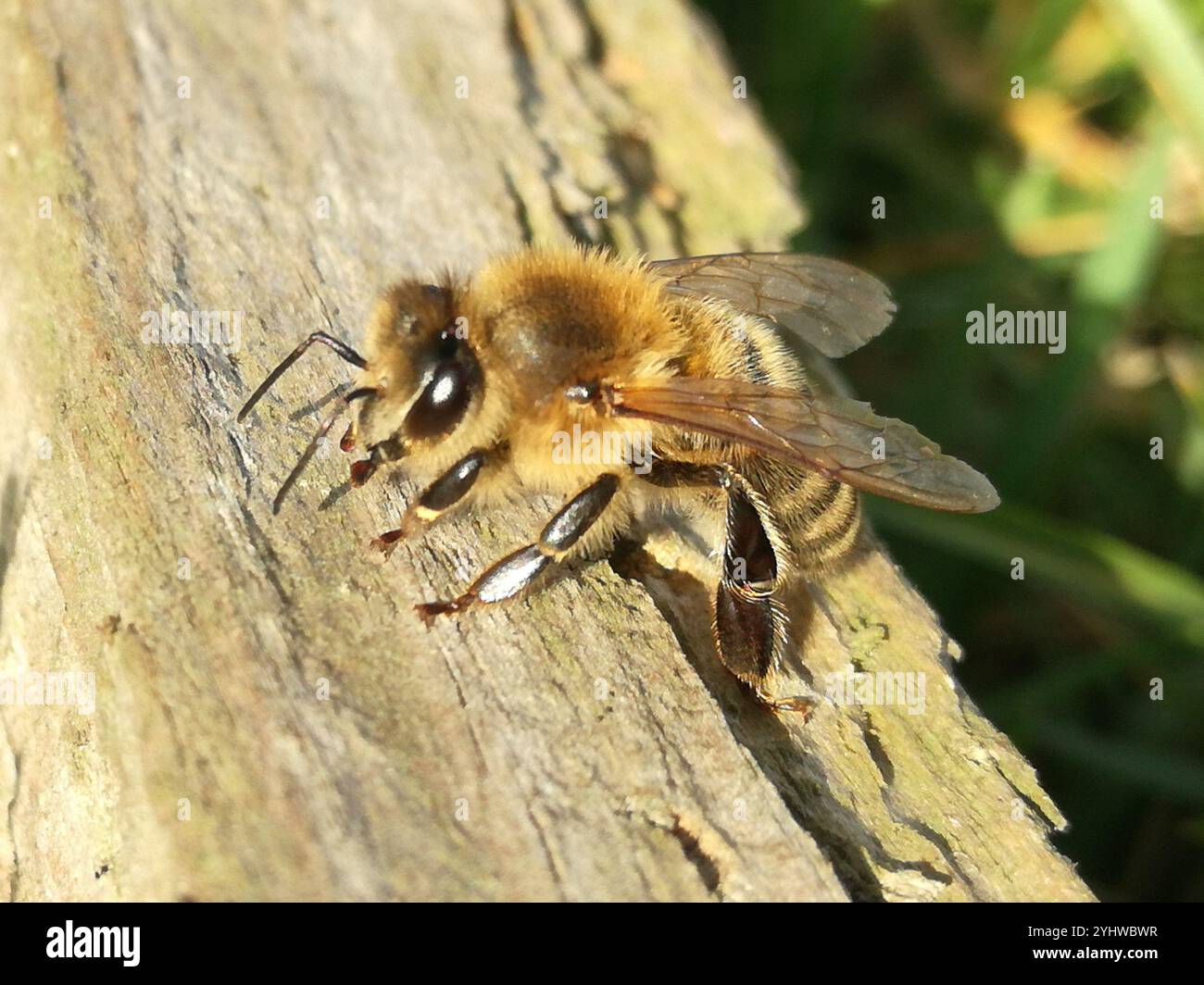 Western Honey Bee (Apis mellifera Stock Photo - Alamy