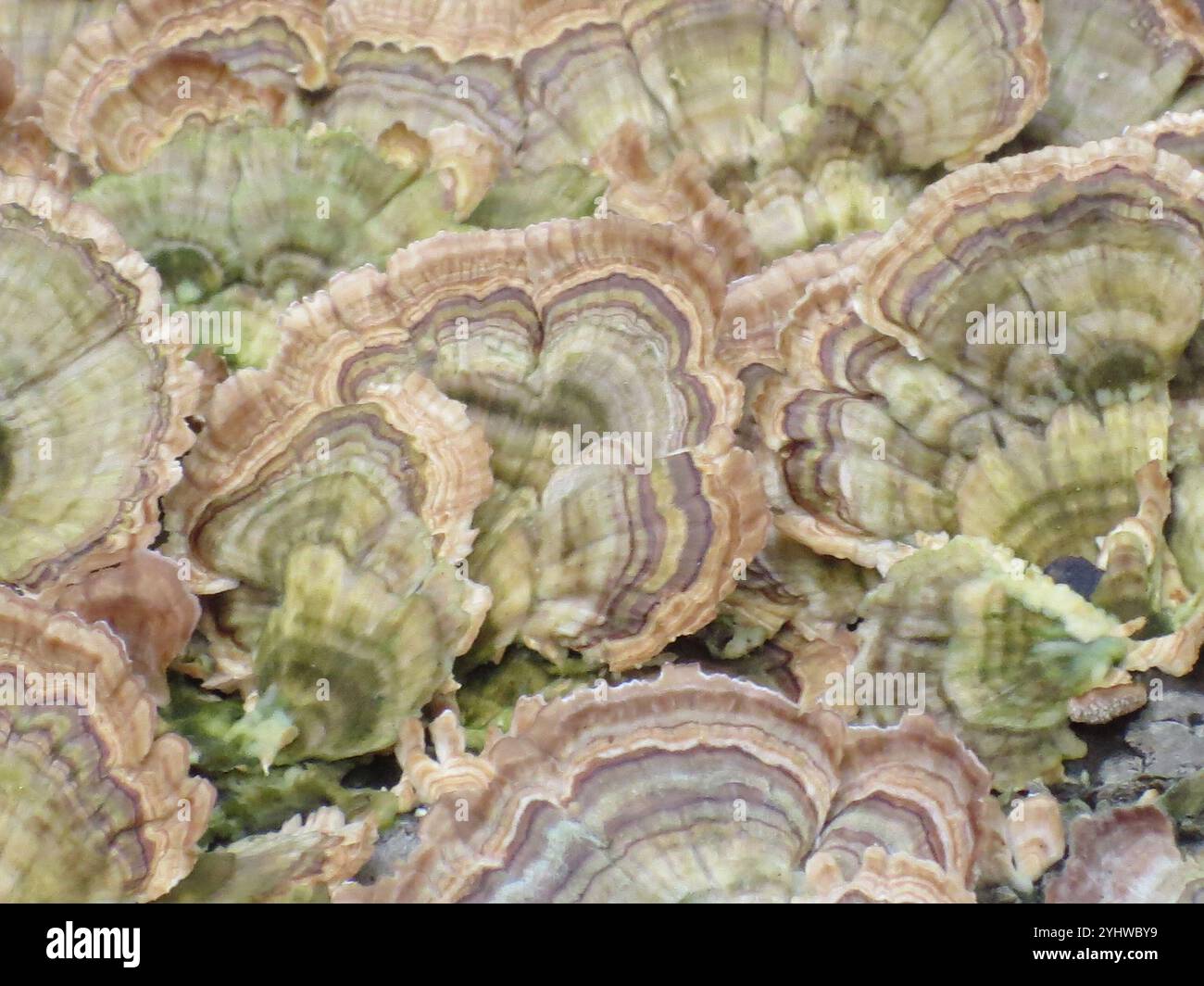 violet-toothed polypore (Trichaptum biforme Stock Photo - Alamy
