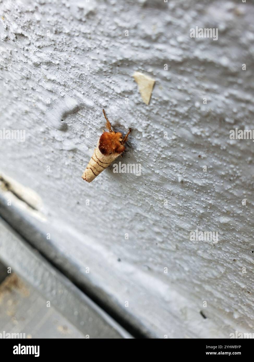 Walnut Caterpillar Moth (Datana integerrima Stock Photo - Alamy