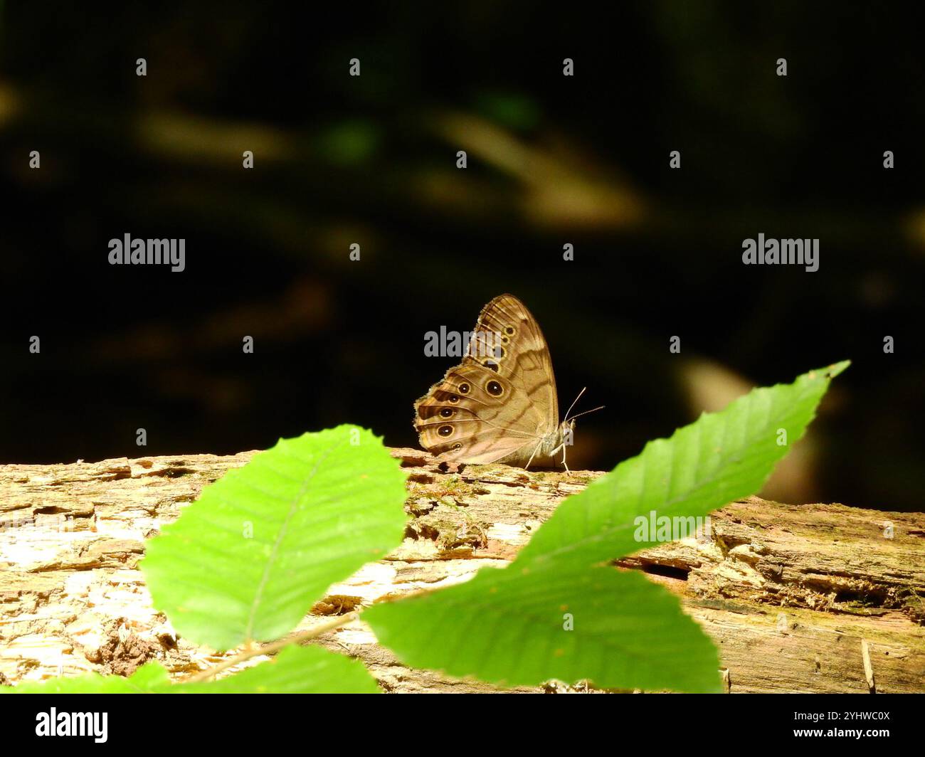 Northern Pearly-eye (Lethe anthedon Stock Photo - Alamy