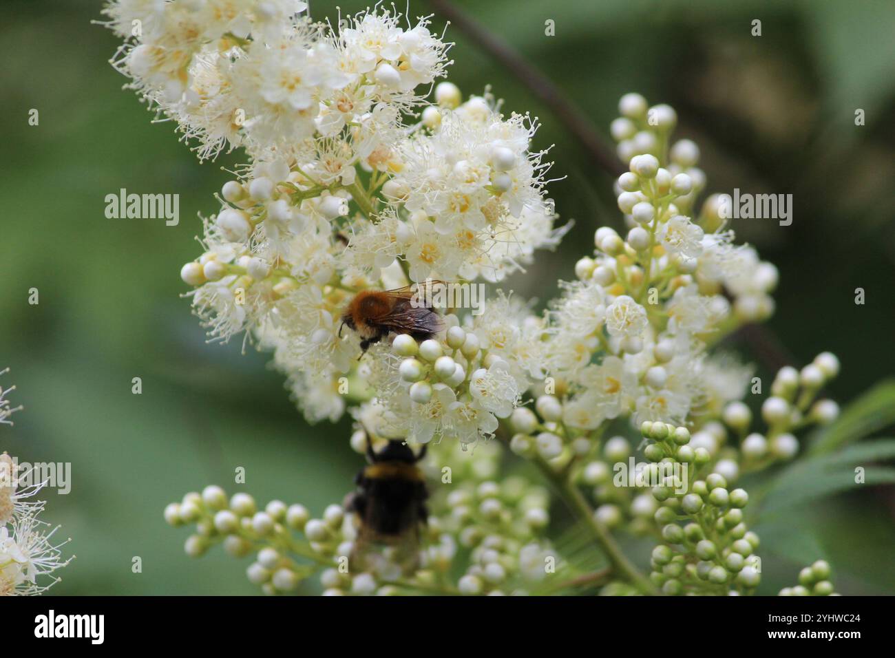 Tree Bumble Bee (Bombus hypnorum Stock Photo - Alamy