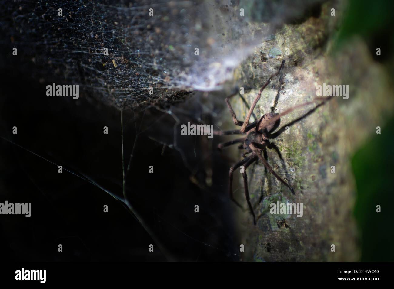 Big spider seen on night fauna tour in Costa Rica Stock Photo - Alamy