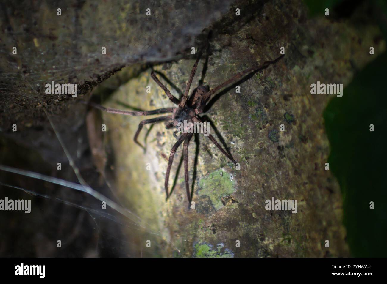 Big spider seen on night fauna tour in Costa Rica Stock Photo - Alamy
