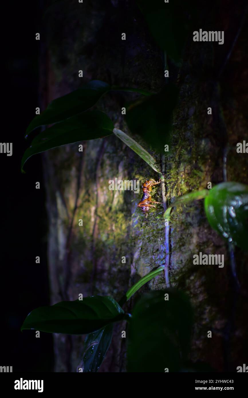 Monteverde insects hi-res stock photography and images - Alamy