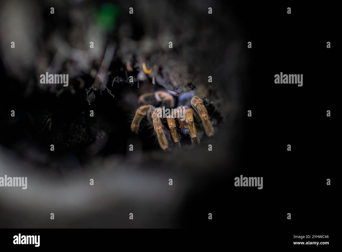 Hidden tarantula hi-res stock photography and images - Alamy