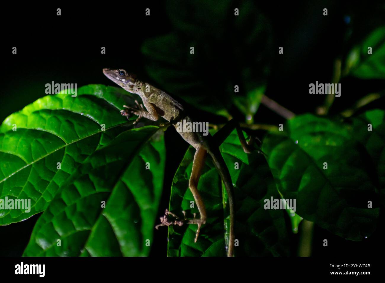 Costa rican creatures hi-res stock photography and images - Alamy