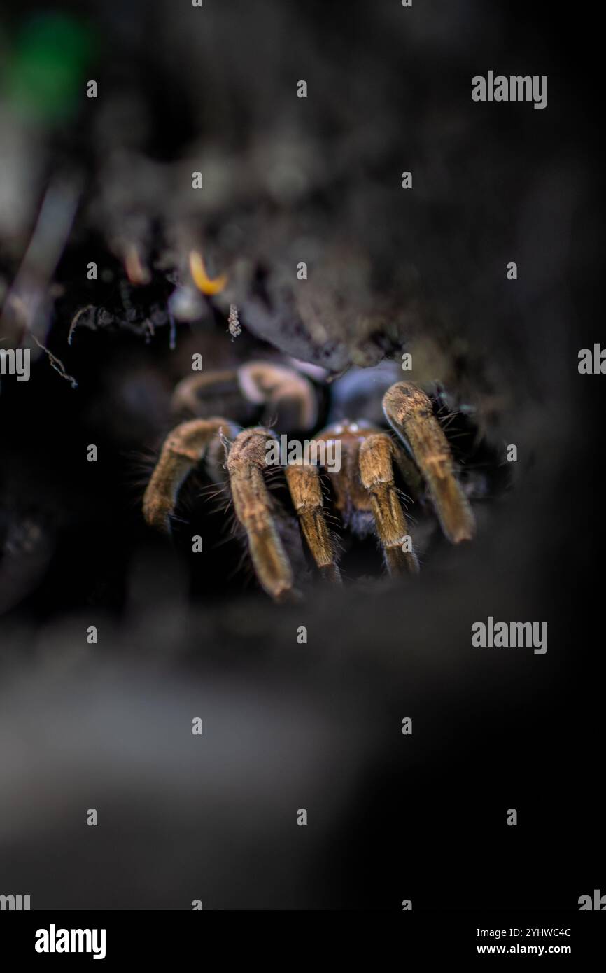 Hidden tarantula hi-res stock photography and images - Alamy