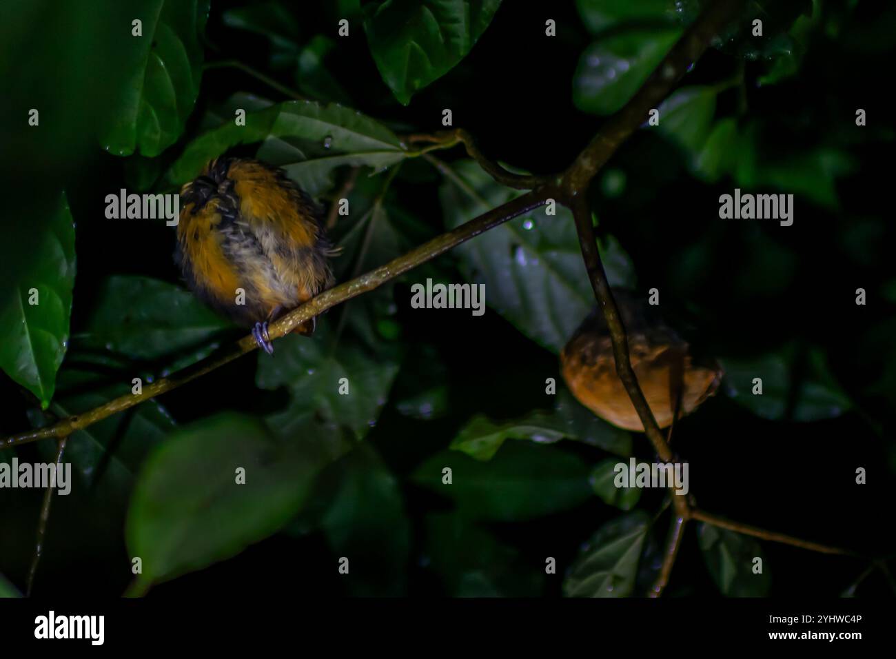 Monteverde insects hi-res stock photography and images - Alamy