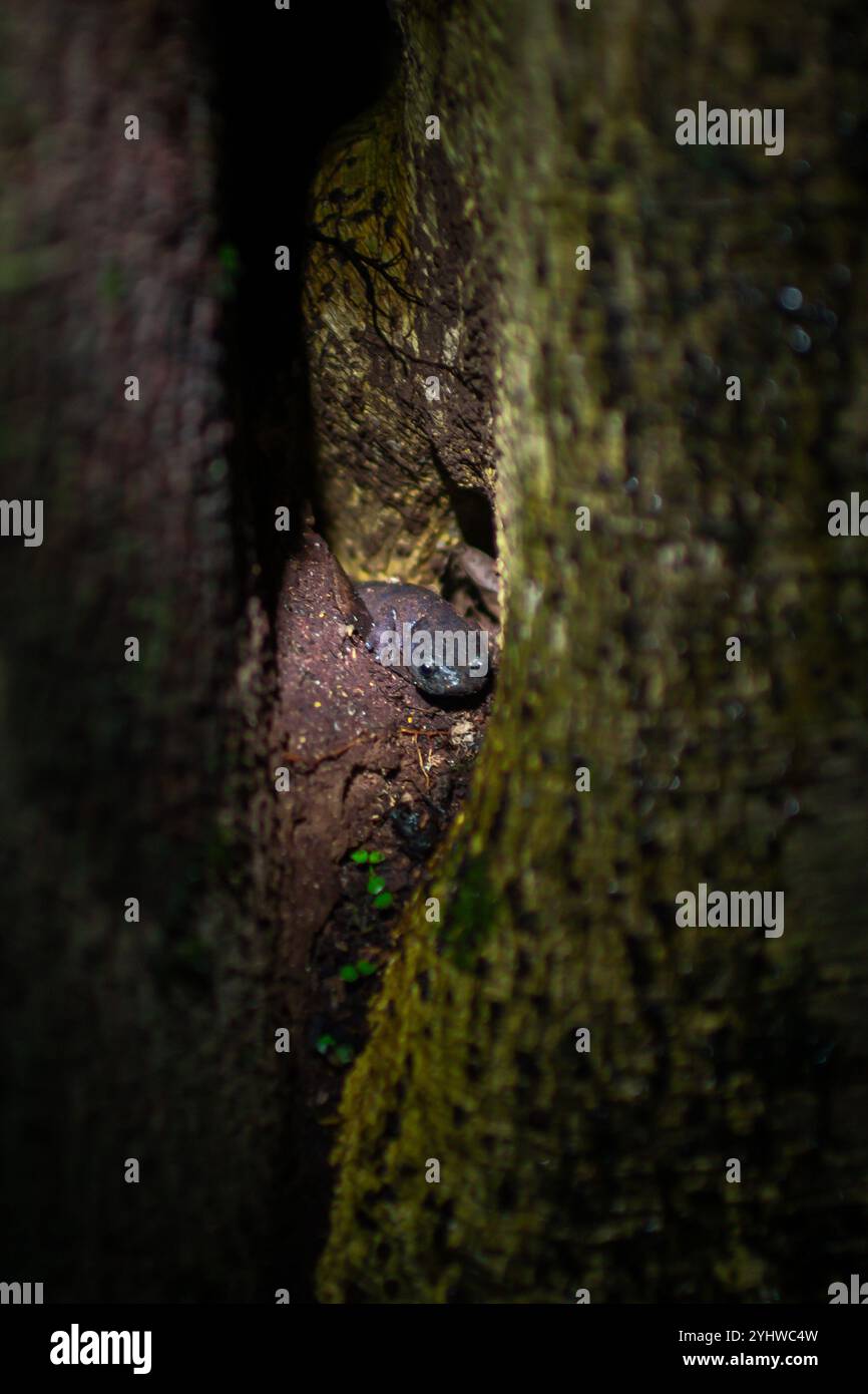 Ring-tailed salamander in tree during night fauna tour in Costa Rica ...