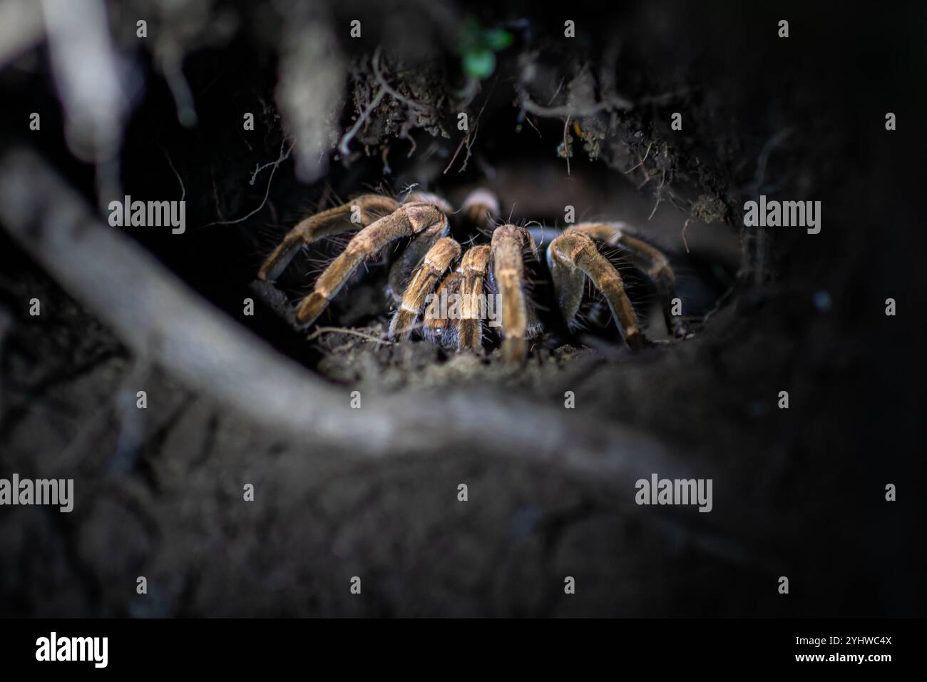 Tarantula behavior hi-res stock photography and images - Alamy