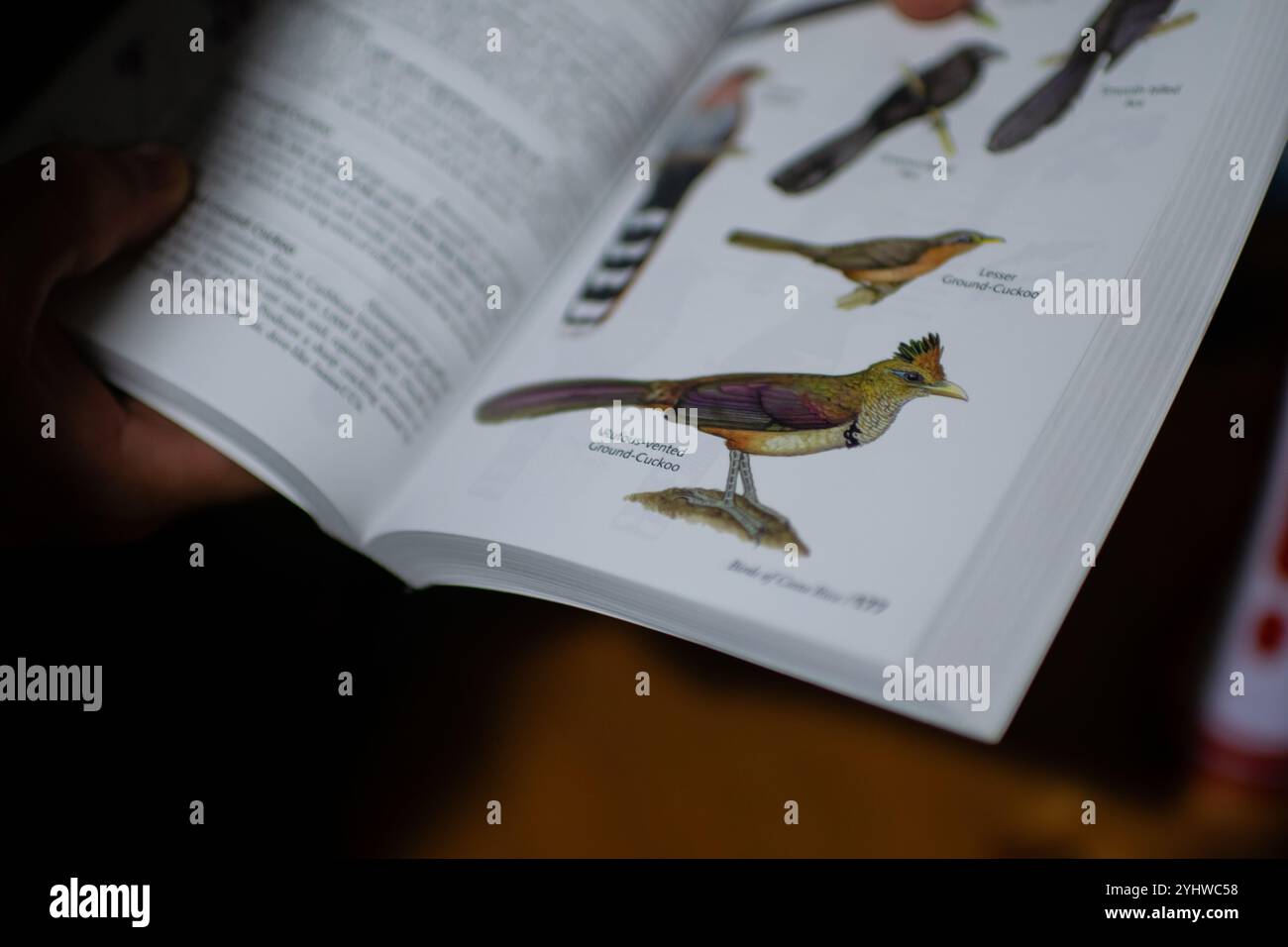 The Birds of Costa Rica book by Richard Garrigues and Robert Dean Stock ...