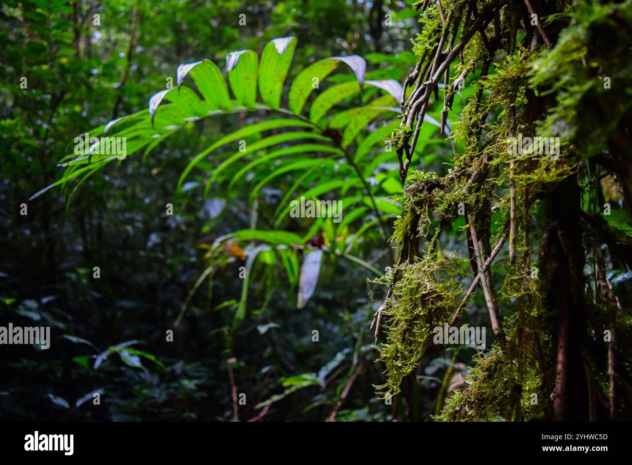 Trees and vegetation in Monteverde cloud forest, Costa Rica Stock Photo ...