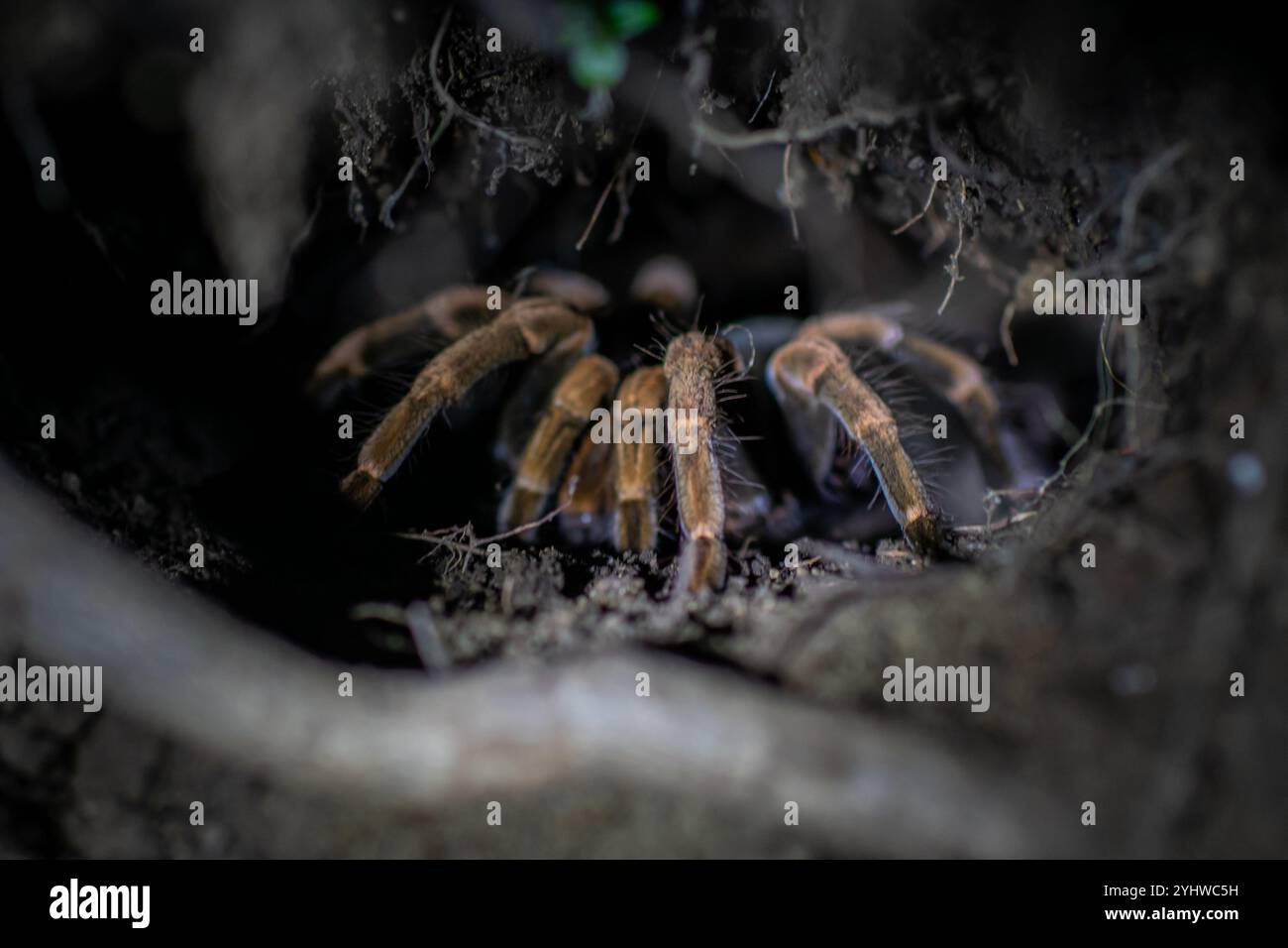Hidden tarantula hi-res stock photography and images - Alamy