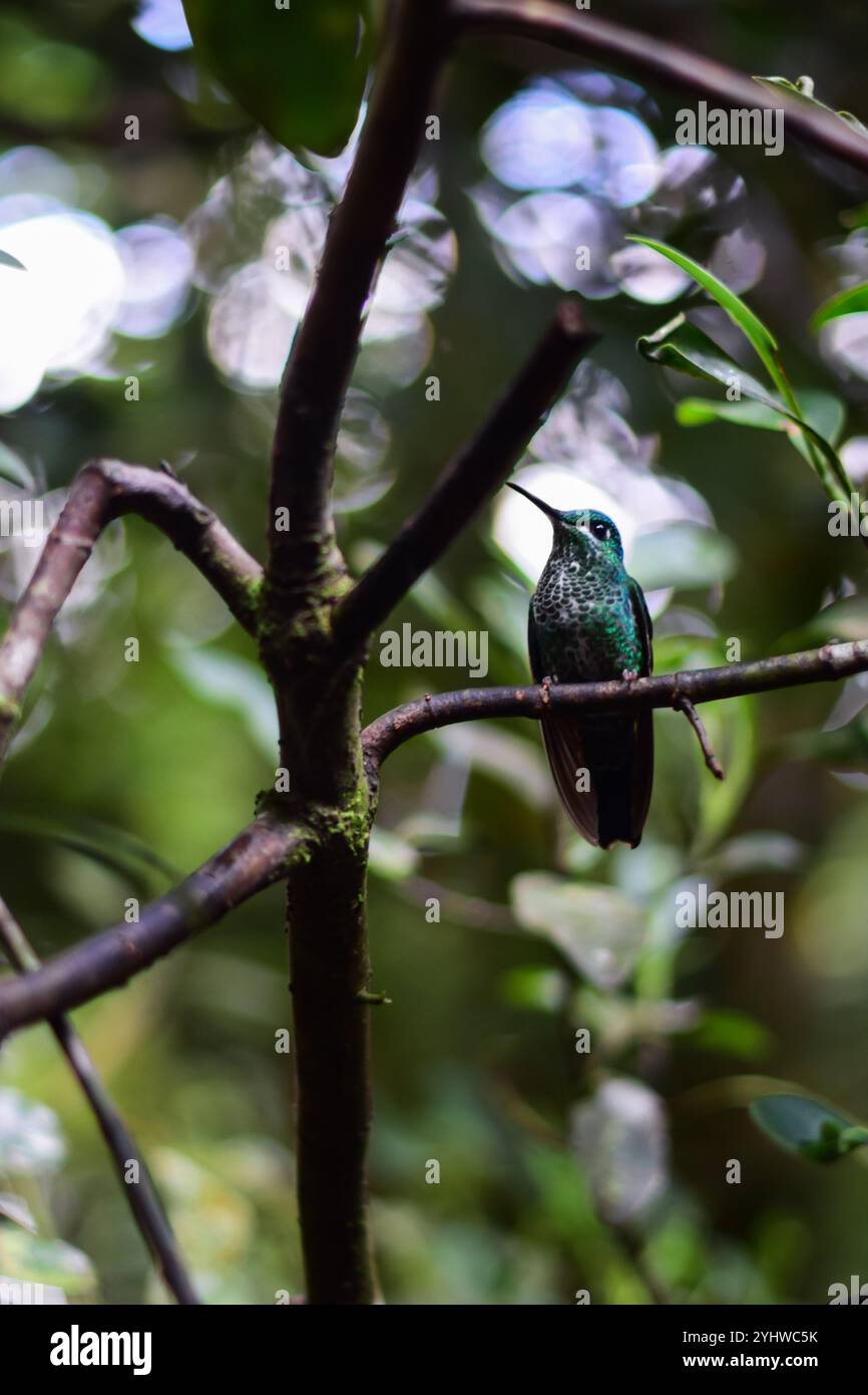 Eco tourism costa rican guide hi-res stock photography and images - Alamy