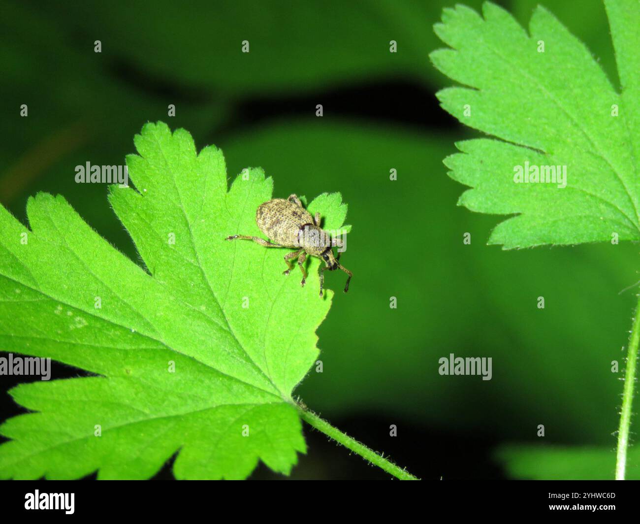 Clay-coloured Weevil (Otiorhynchus singularis Stock Photo - Alamy