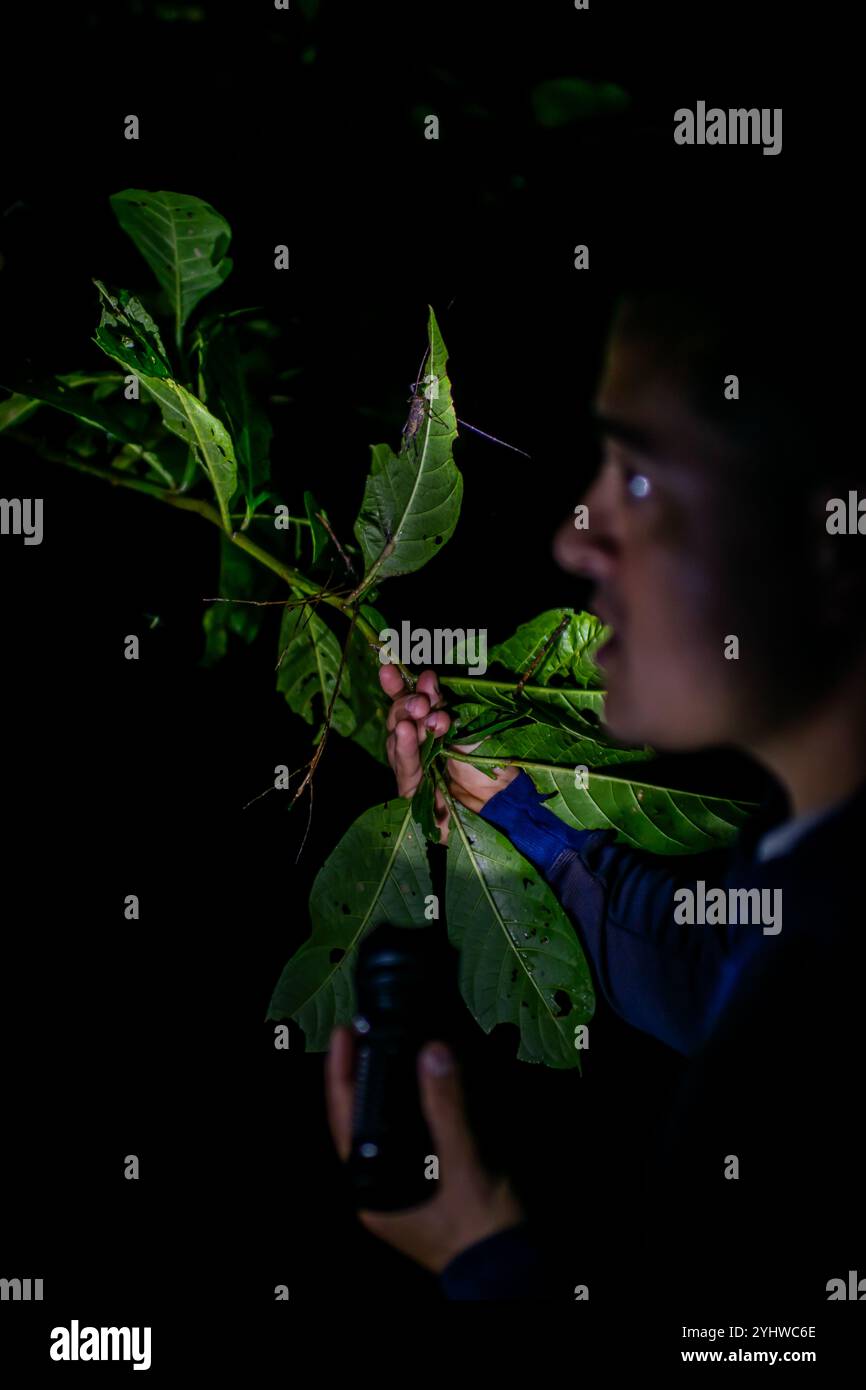 Monteverde insects hi-res stock photography and images - Alamy