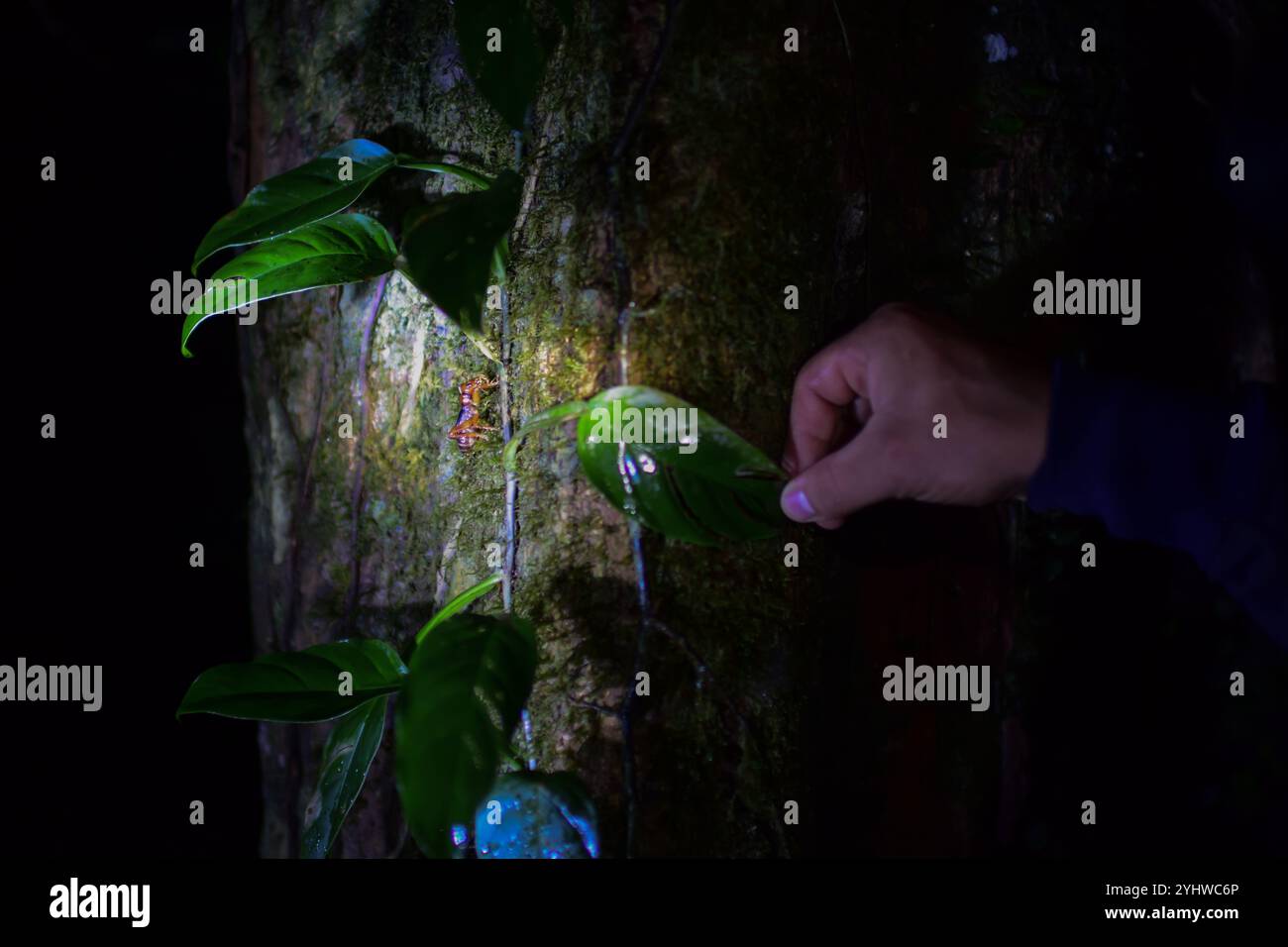 Monteverde insects hi-res stock photography and images - Alamy