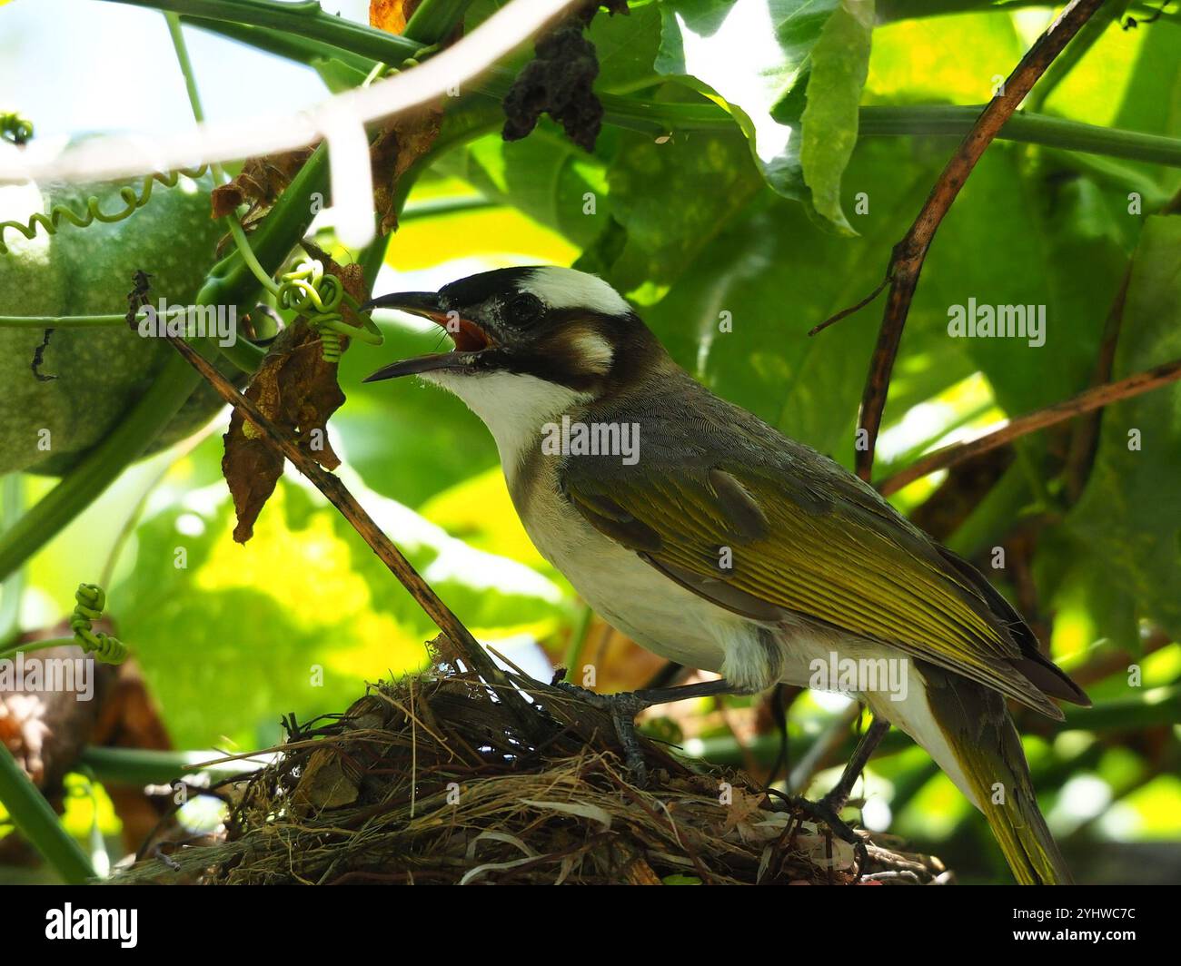 Taiwan Bulbul (Pycnonotus sinensis formosae Stock Photo - Alamy