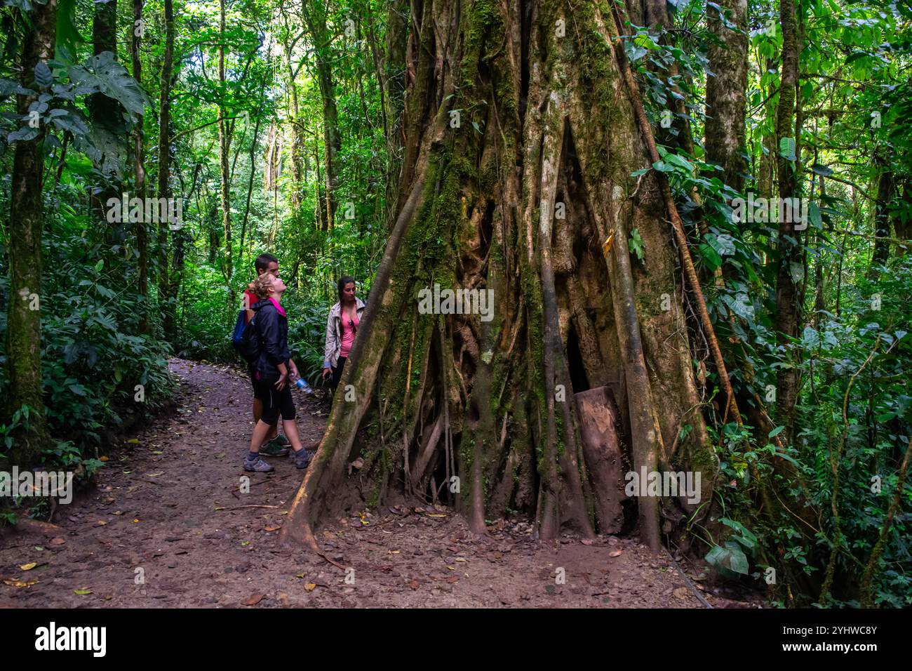 Hikers admire a Large Strangler Fig Tree (Ficus costaricana ...