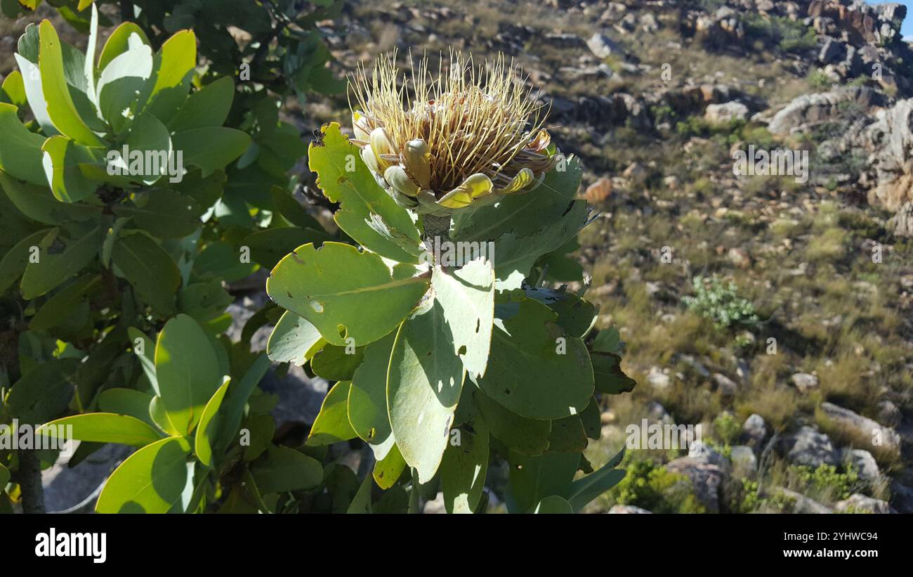Wagon Tree (Protea nitida Stock Photo - Alamy
