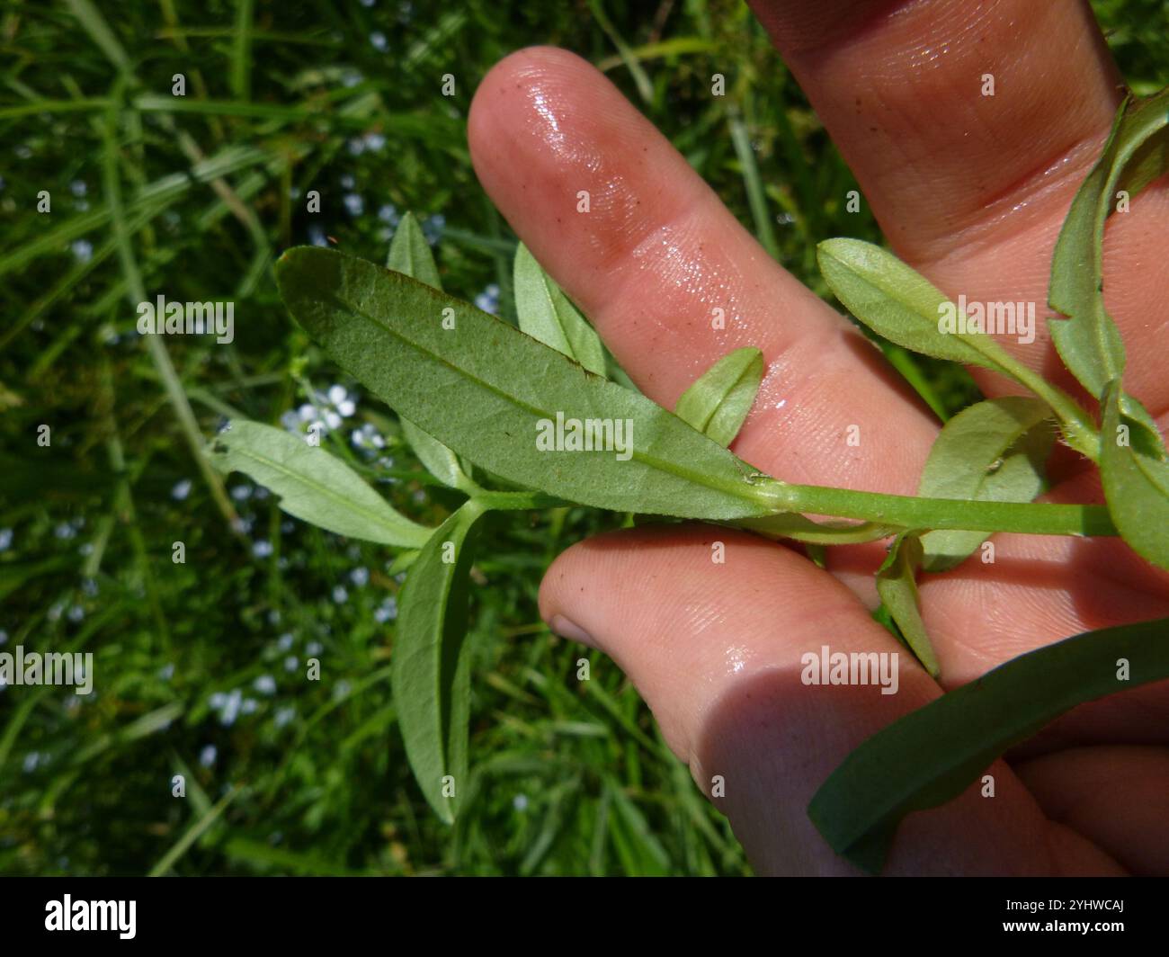 water forget-me-not (Myosotis scorpioides Stock Photo - Alamy