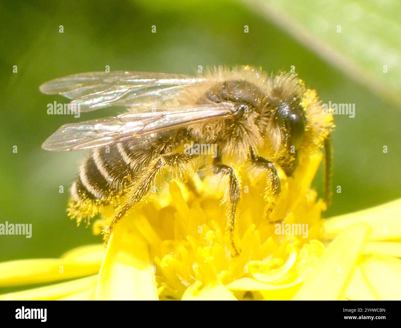 Yellow-legged Mining Bee (Andrena flavipes Stock Photo - Alamy