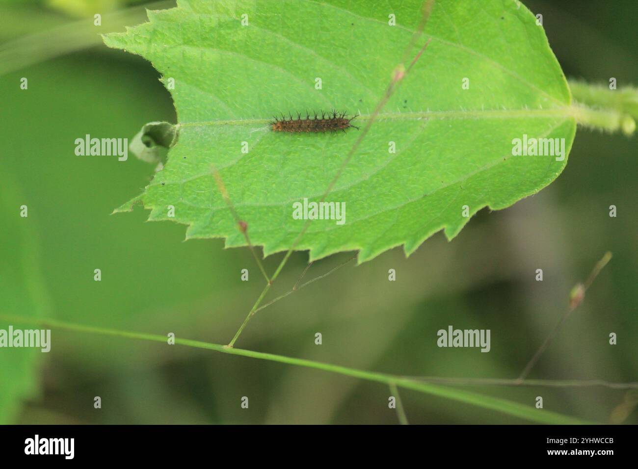 Angled Castor (Ariadne ariadne Stock Photo - Alamy