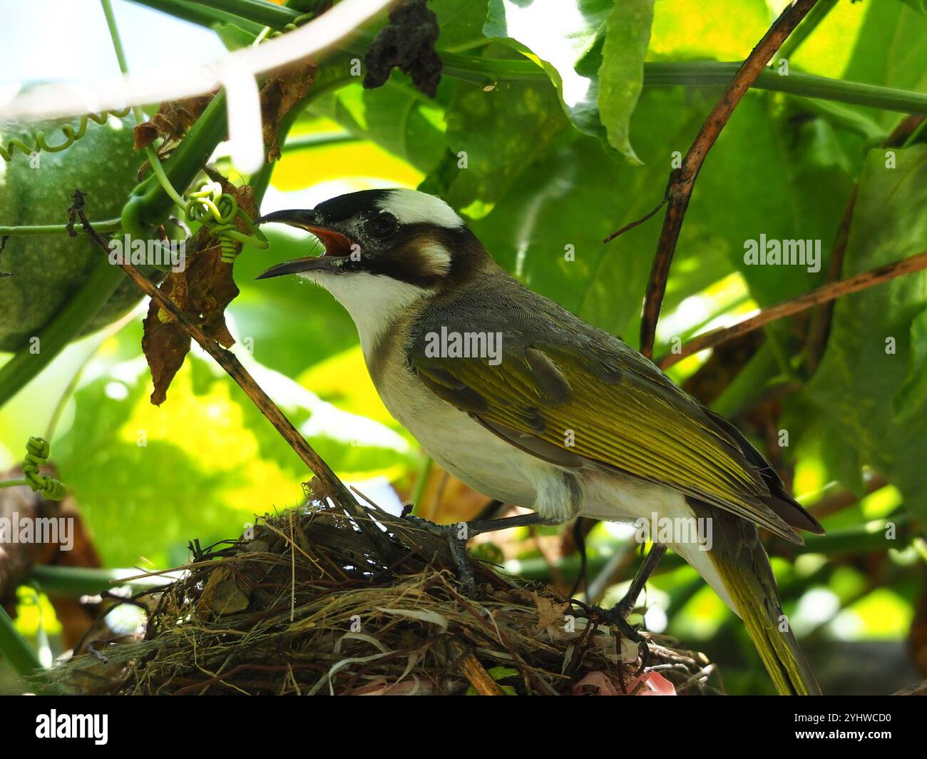 Taiwan Bulbul (Pycnonotus sinensis formosae Stock Photo - Alamy