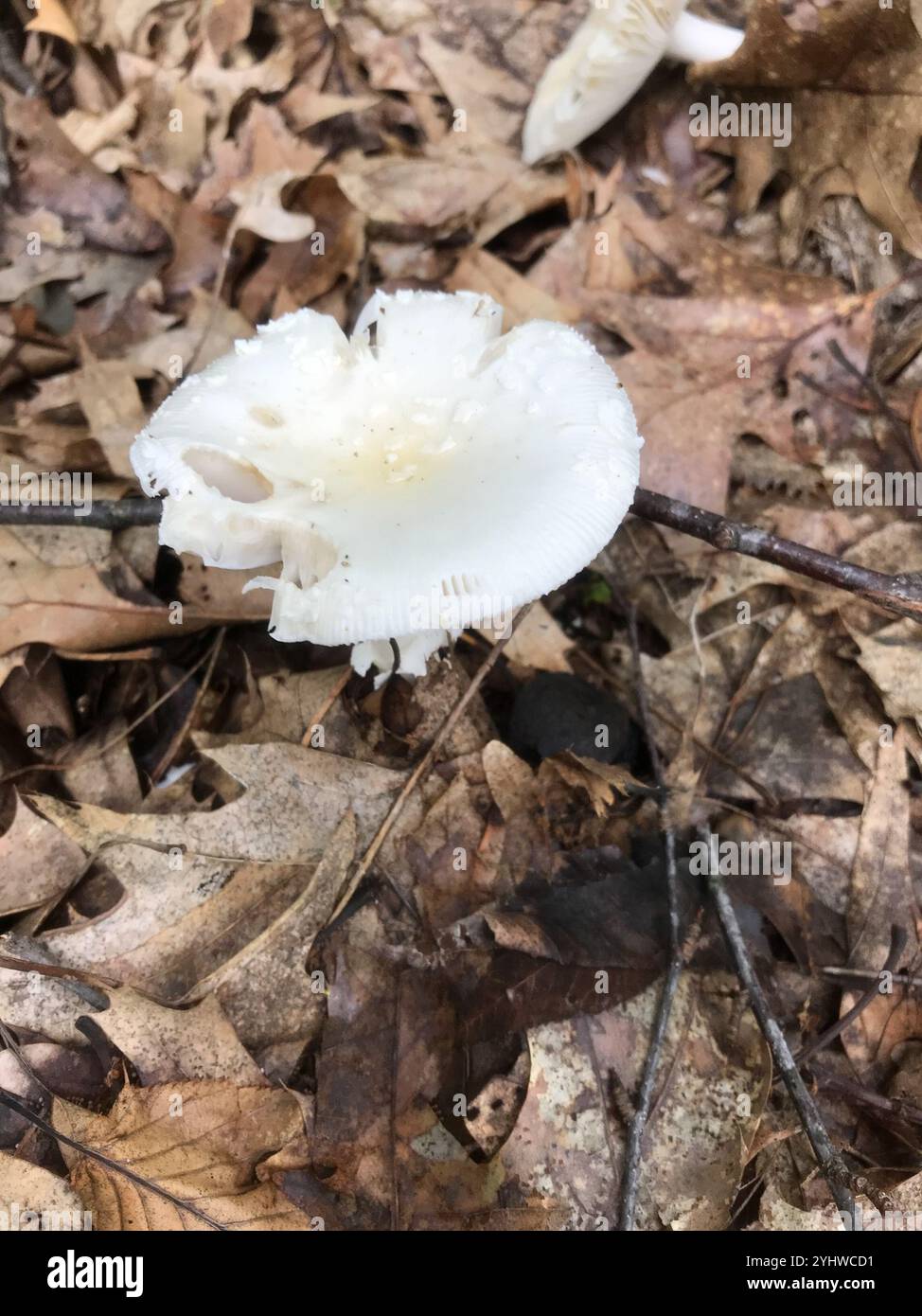 Eastern North American Destroying Angel (Amanita bisporigera Stock ...