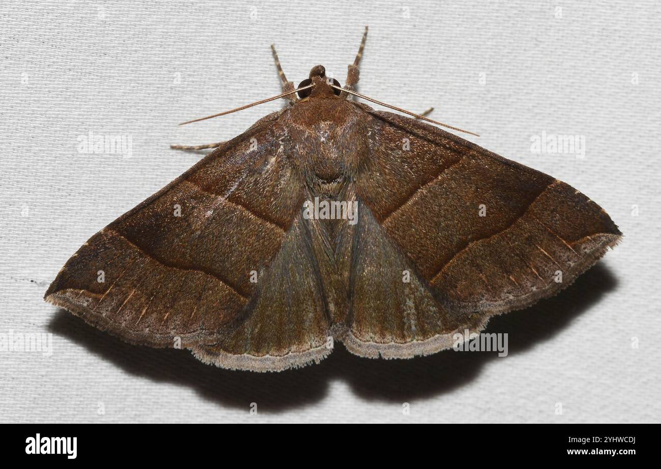 Maple Looper Moth (Parallelia bistriaris Stock Photo - Alamy