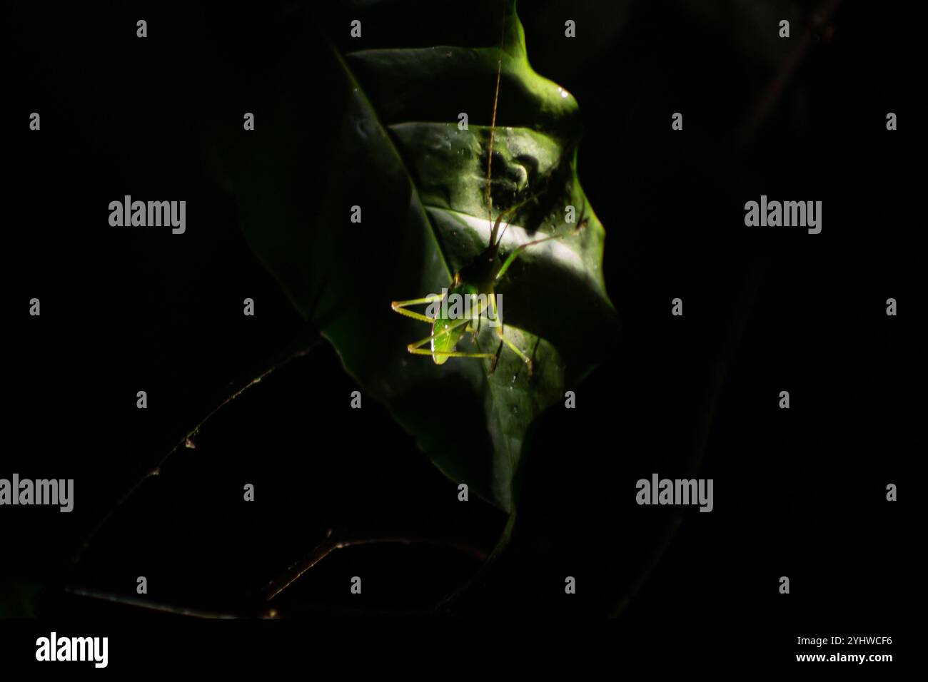 Grasshopper on forest hi-res stock photography and images - Alamy