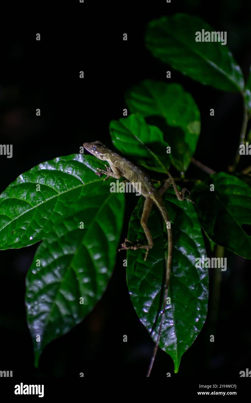 Creatures of the costa rican night hi-res stock photography and images ...