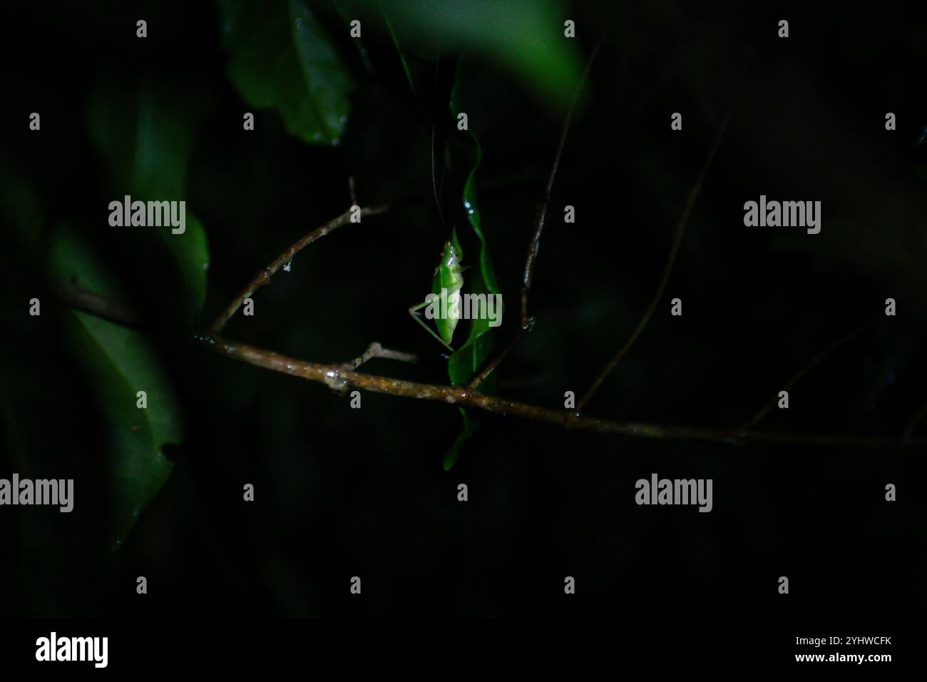 Grasshopper at night on tree during night fauna tour in Costa Rica ...