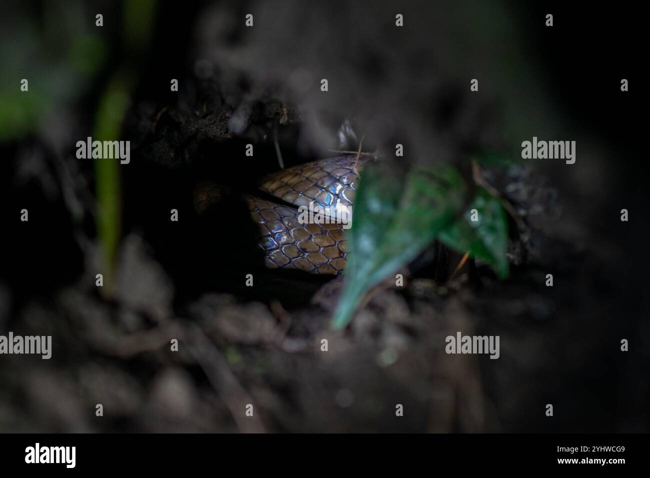 Tree snake in jungle night hi-res stock photography and images - Alamy
