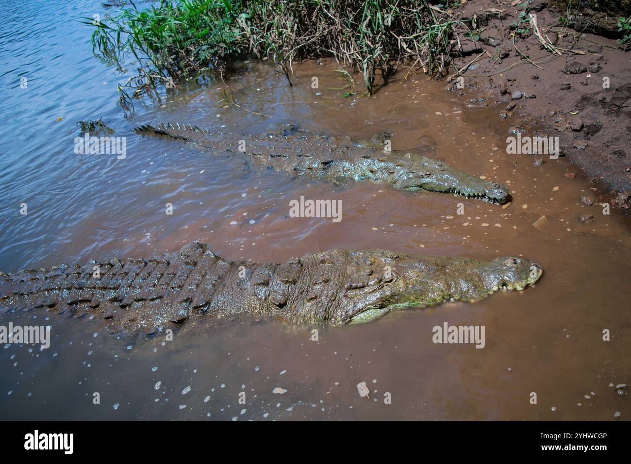 American crocodile (Crocodylus acutus) in Tarcoles river, Costa Rica ...