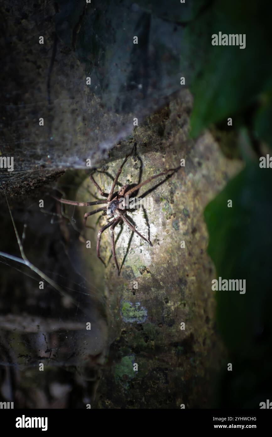 Big spider seen on night fauna tour in Costa Rica Stock Photo - Alamy
