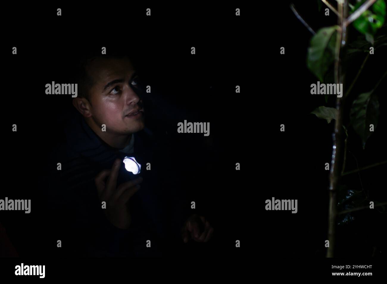 Monteverde costa rica insects hi-res stock photography and images - Alamy