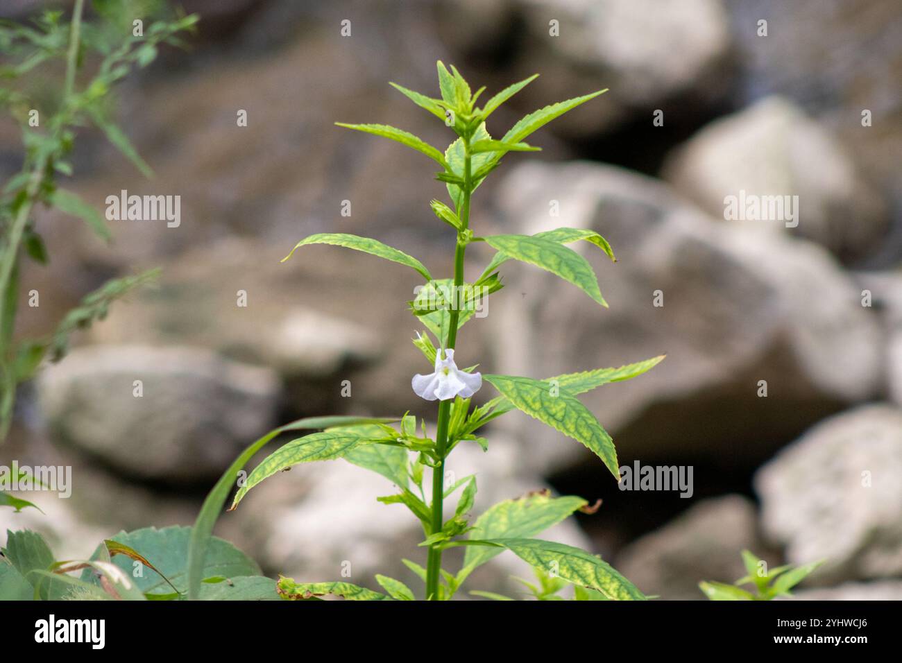 sharpwing monkeyflower (Mimulus alatus Stock Photo - Alamy