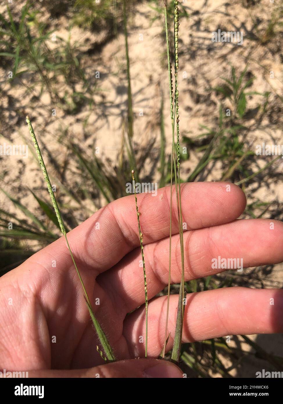 (Paspalum setaceum setaceum Stock Photo - Alamy