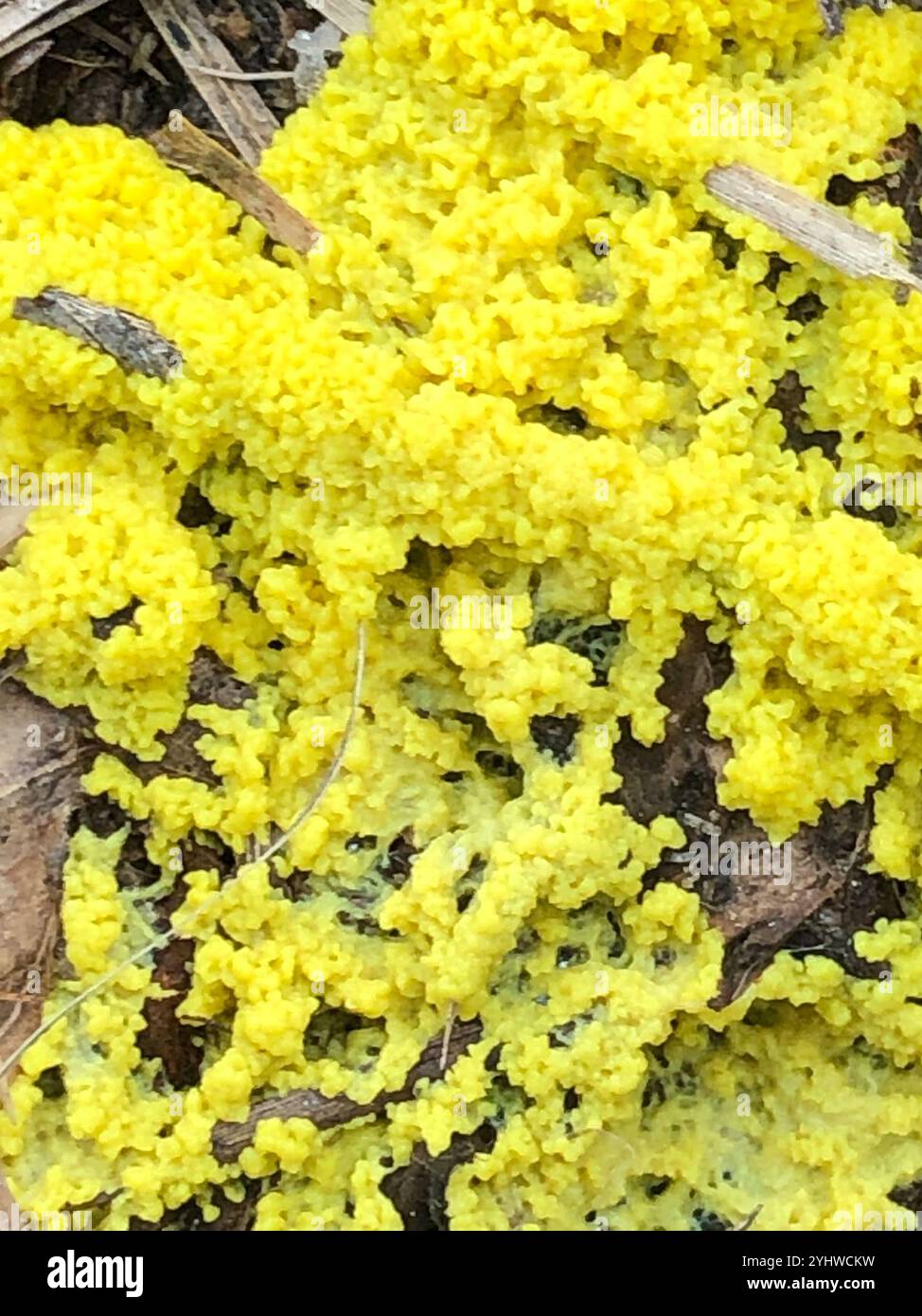 Dog Vomit Slime Mold (Fuligo septica Stock Photo - Alamy