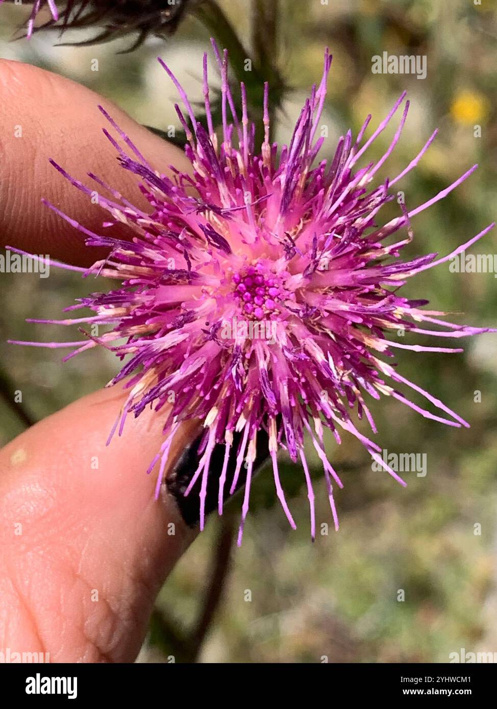 Edible Thistle (Cirsium edule Stock Photo - Alamy