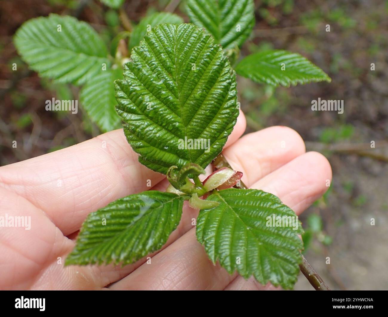 Red Alder (Alnus rubra Stock Photo - Alamy